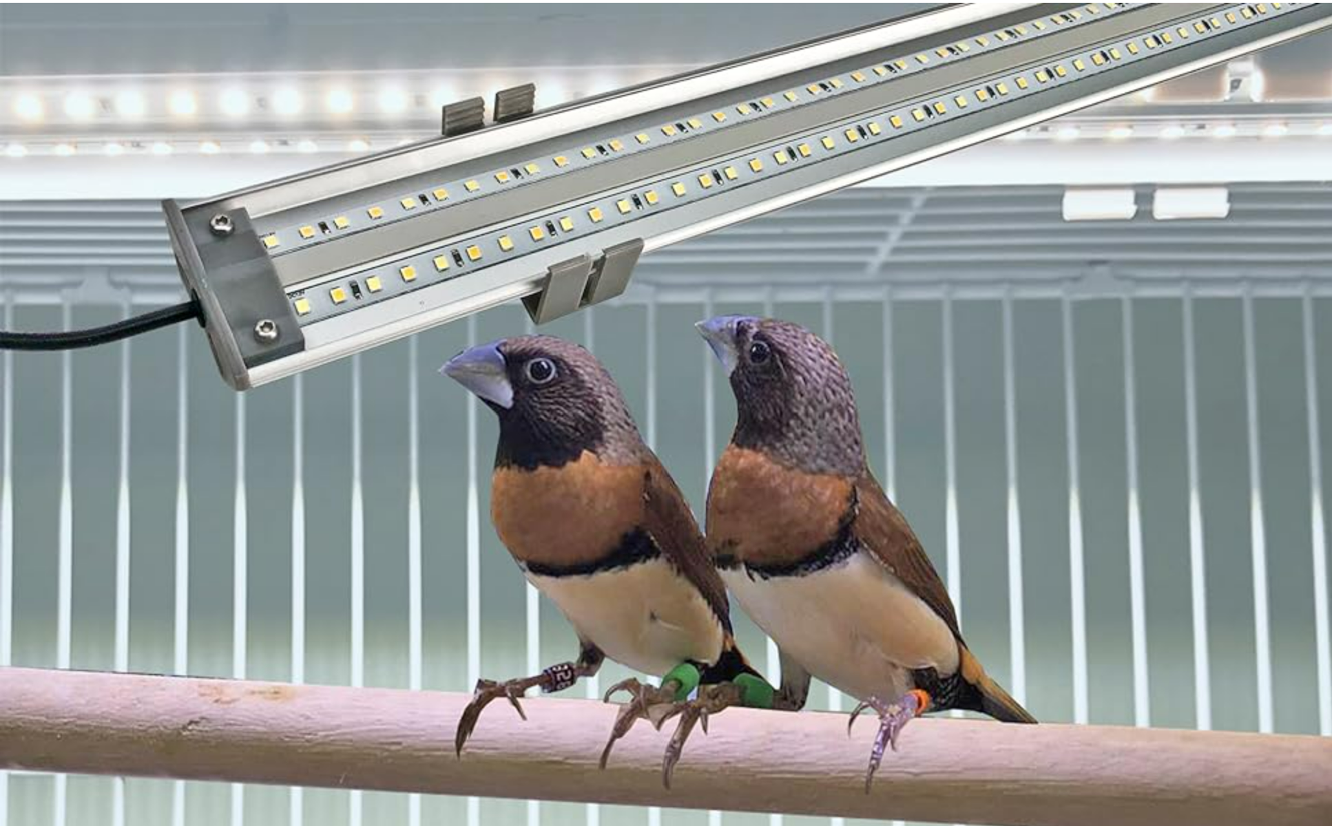 HappyBird Vogellampen für Singvögel – HappyBird Lighting